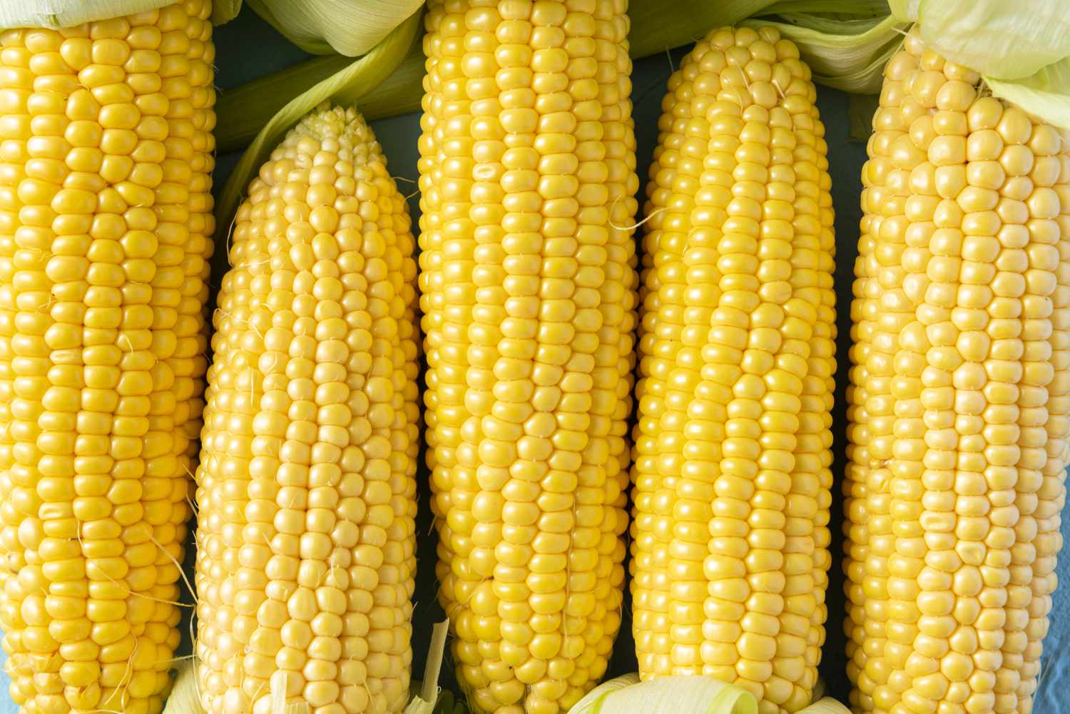 La meilleure méthode pour conserver le maïs, d'après un agriculteur